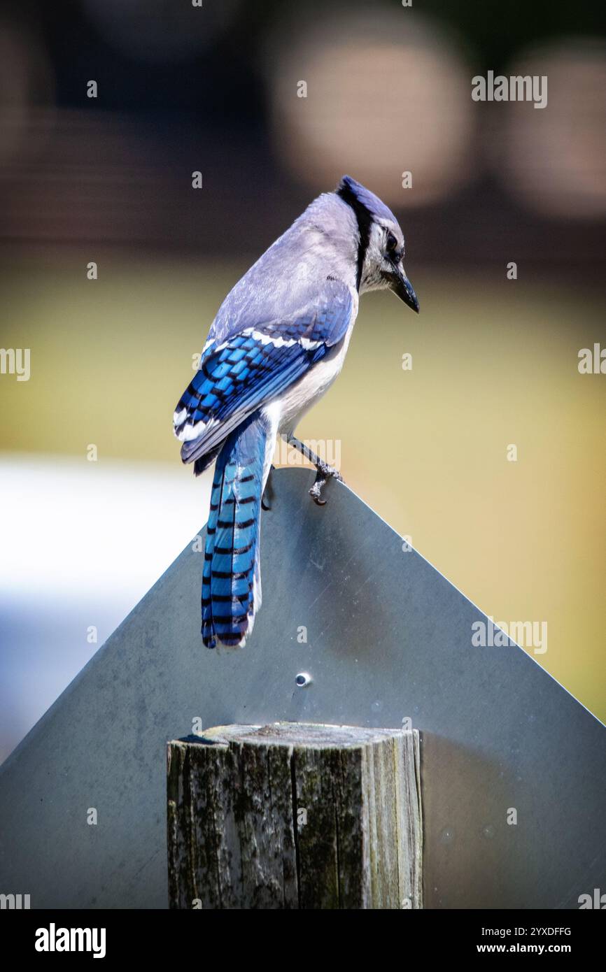 A Florida Blue Jay (Cyanocitta cristata) in Marco Island, Florida Stock ...