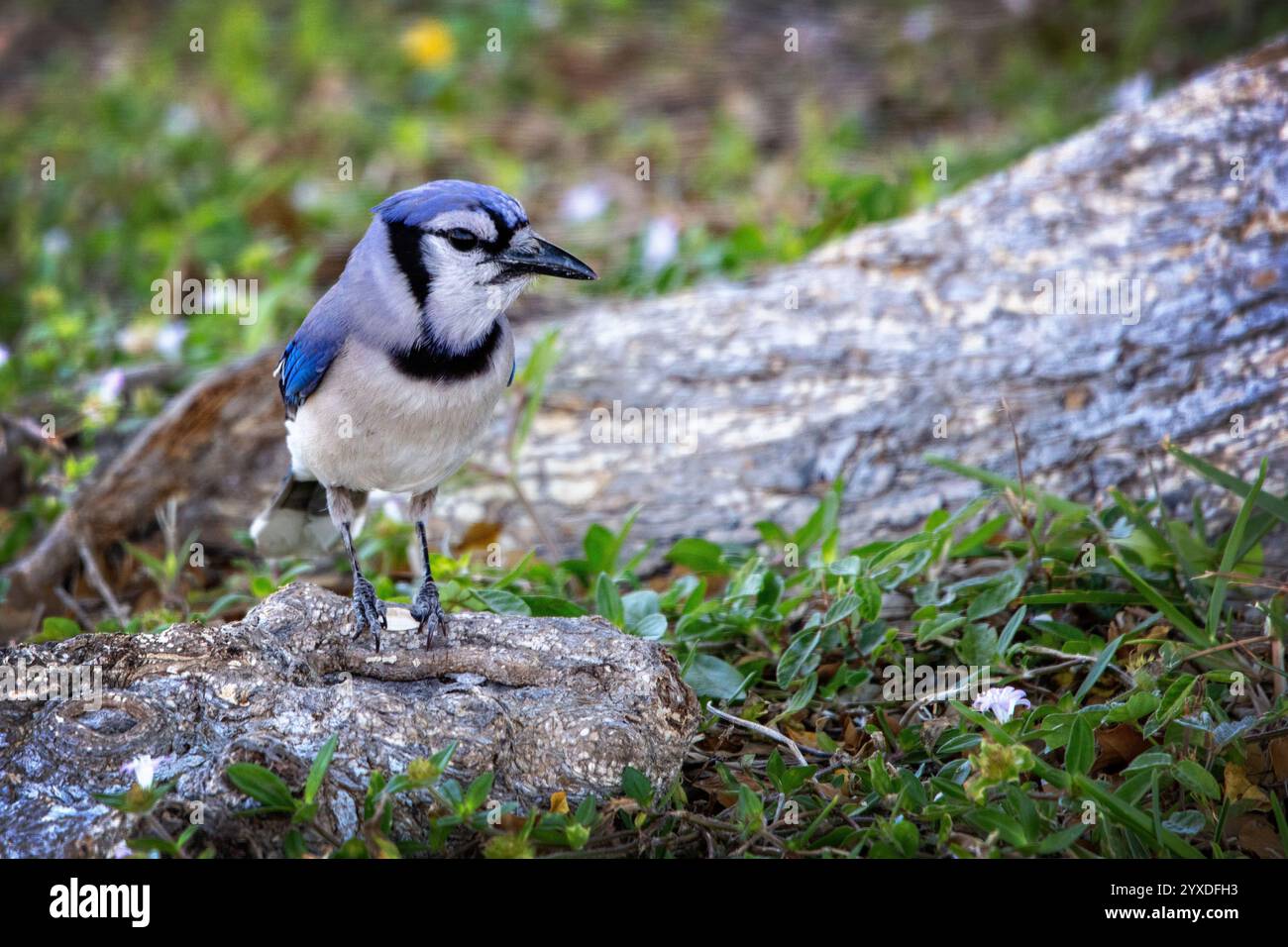 Eastern blue jay hi-res stock photography and images - Alamy