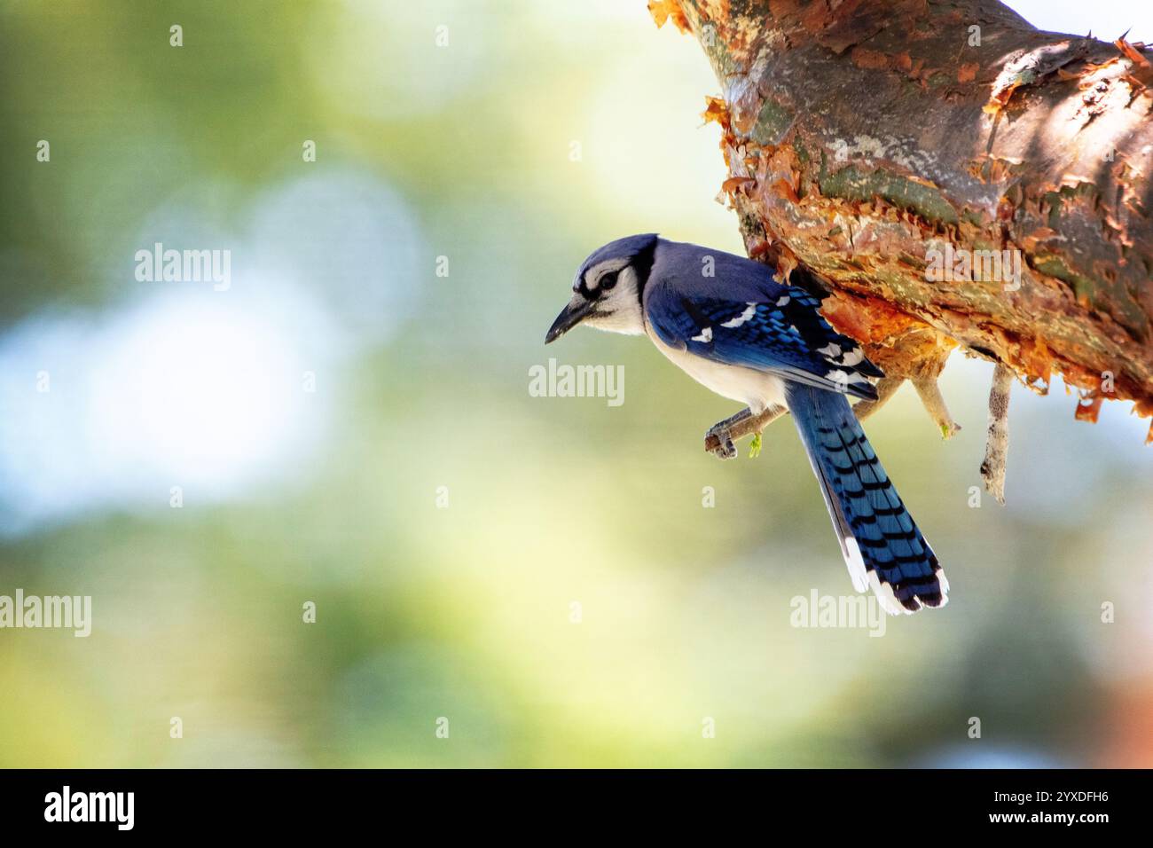 Eastern blue jay hi-res stock photography and images - Alamy