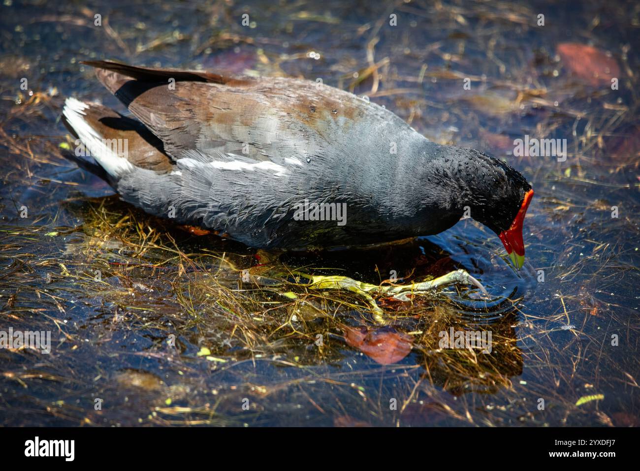 Common Gallinule (Gallinula galeata) bird at Marco Island, Florida ...
