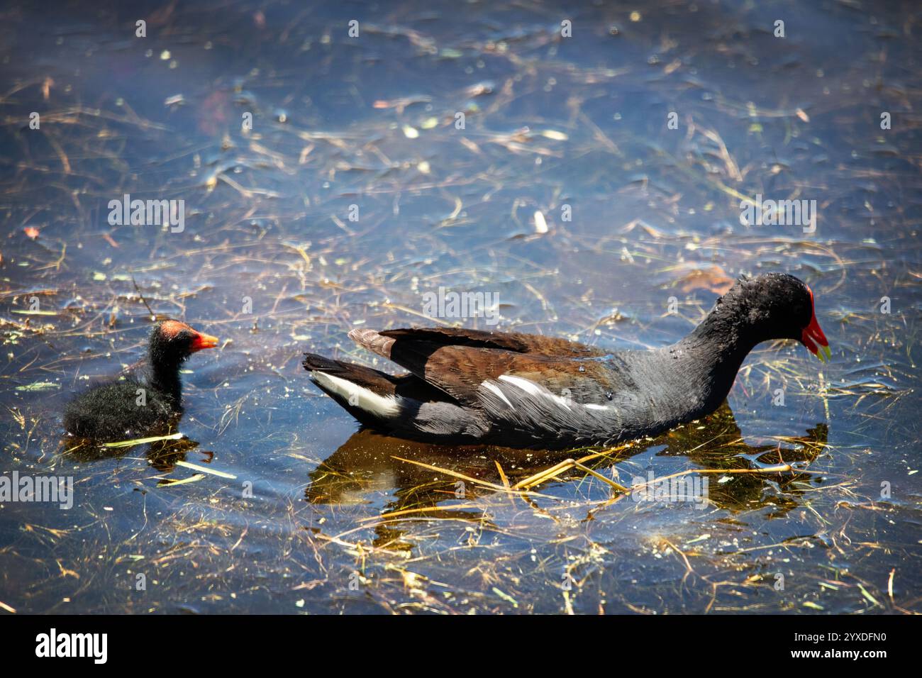 Common Gallinule (Gallinula galeata) bird at Marco Island, Florida ...