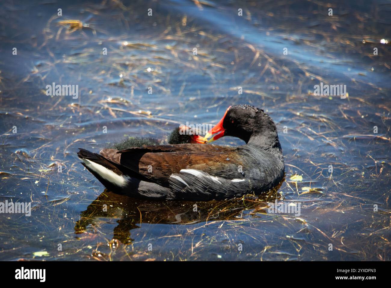 Common Gallinule (Gallinula galeata) bird at Marco Island, Florida ...