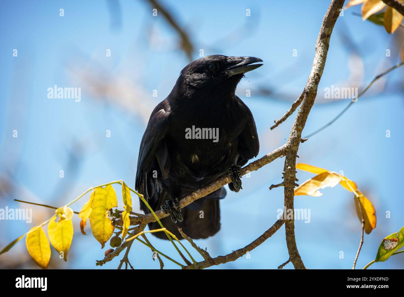 A Fish Crow (Corvus ossifragus) in Marco Island, Florida Stock Photo ...