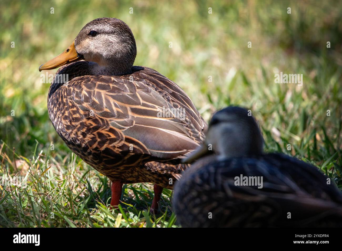 Mottled Duck (Anas fulvigula) at Marco Island, Florida Stock Photo - Alamy