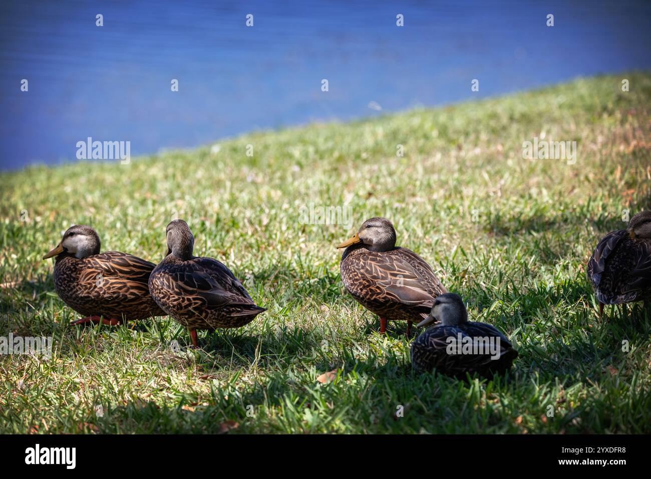 Mottled Duck (Anas fulvigula) at Marco Island, Florida Stock Photo - Alamy