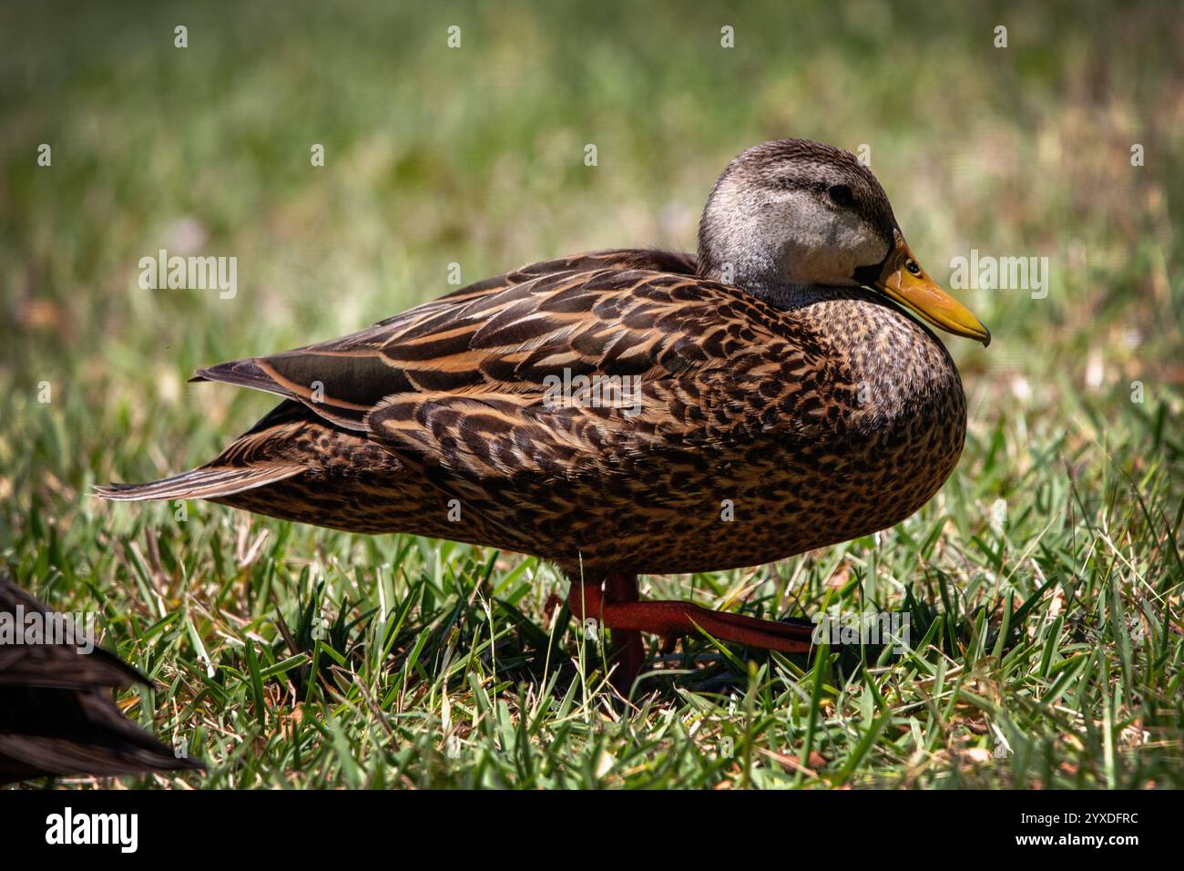 Florida duck hunting hi-res stock photography and images - Alamy