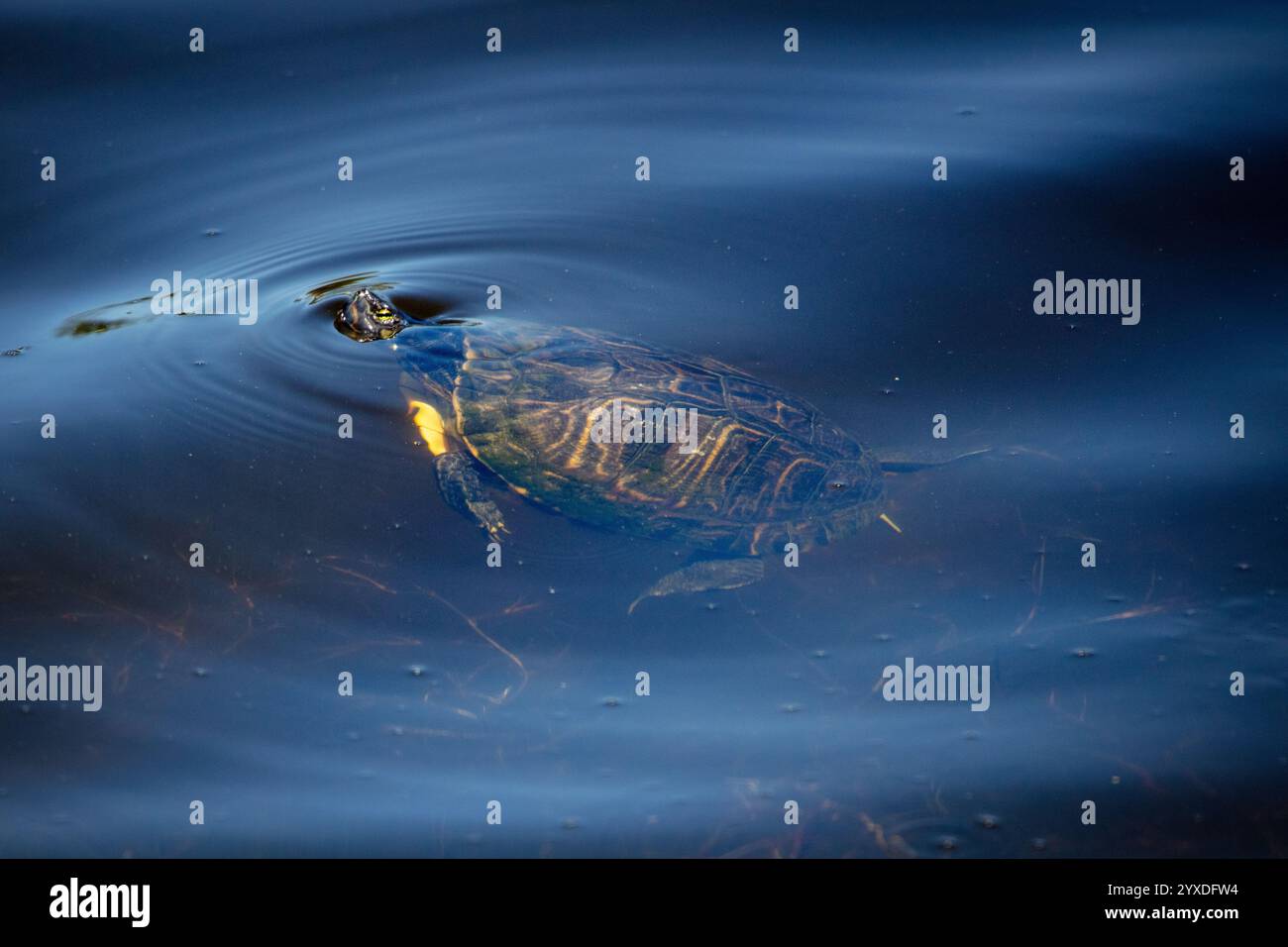 Emydidae hi-res stock photography and images - Alamy