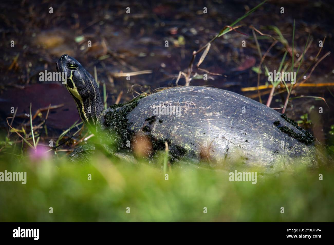 A Painted Turtle (Chrysemys picta) in Marco Island, Florida Stock Photo ...