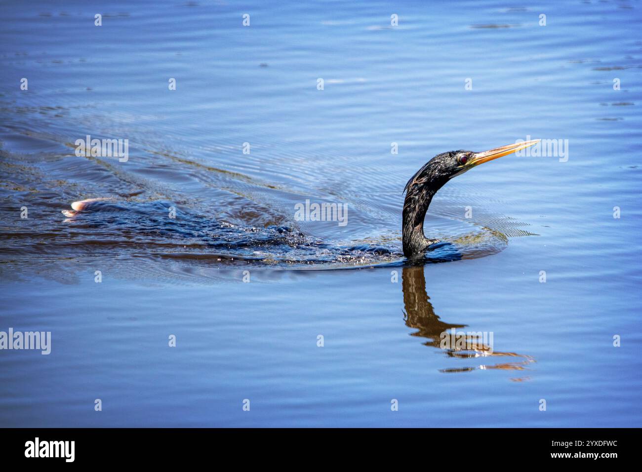 A female Anhinga (Anhinga anhinga) near Marco Island, Florida Stock ...