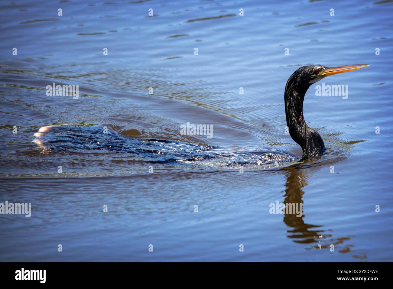 A female Anhinga (Anhinga anhinga) near Marco Island, Florida Stock ...