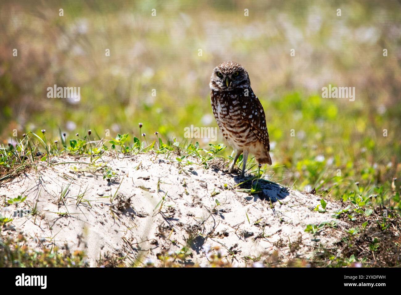 A Burrowing Owl (Athene cunicularia) in Marco Island, Florida Stock Photo - Alamy