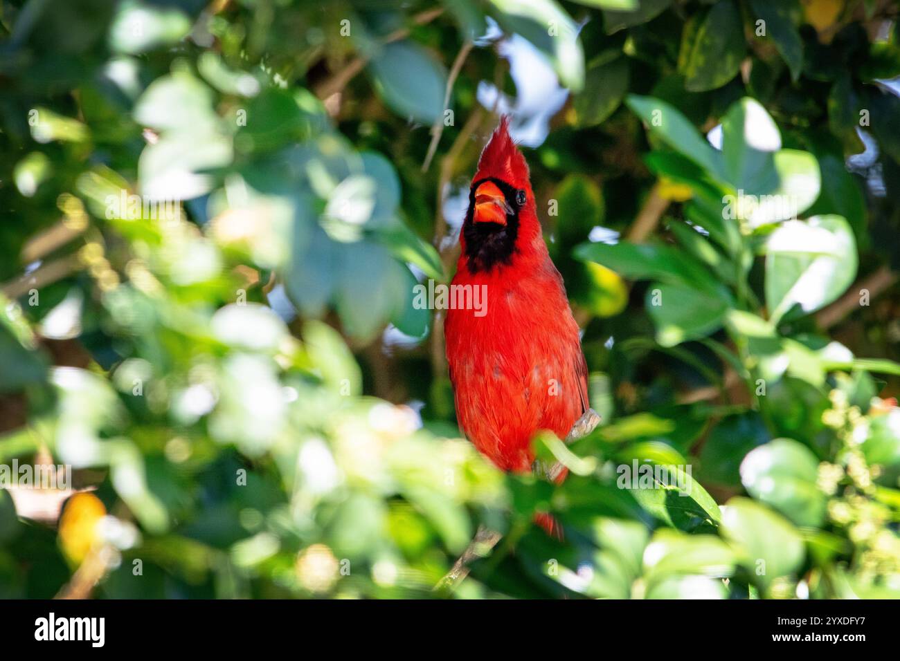 A Northern Cardinal (Cardinalis cardinalis) at Marco Island, Florida ...