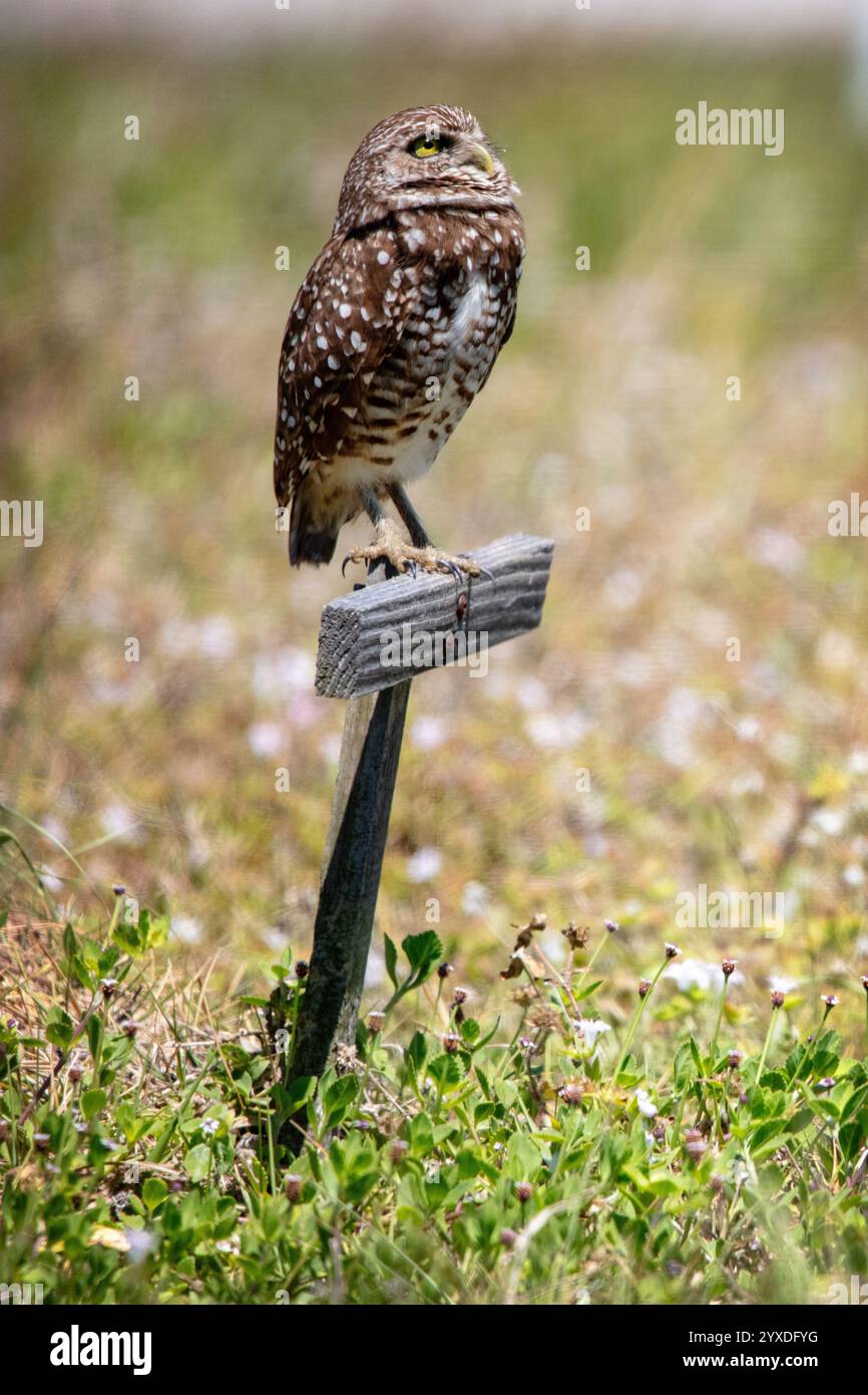A Burrowing Owl (Athene cunicularia) in Marco Island, Florida Stock ...