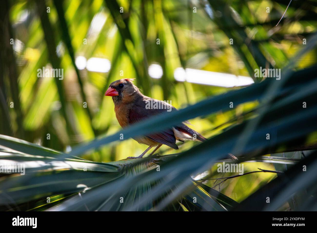 A Northern Cardinal (Cardinalis cardinalis) at Marco Island, Florida ...