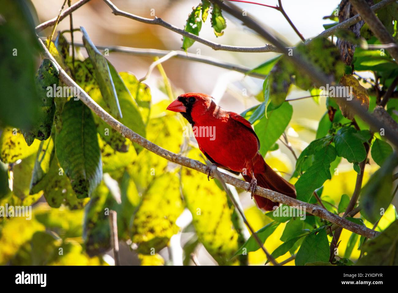 A Northern Cardinal (Cardinalis cardinalis) at Marco Island, Florida ...