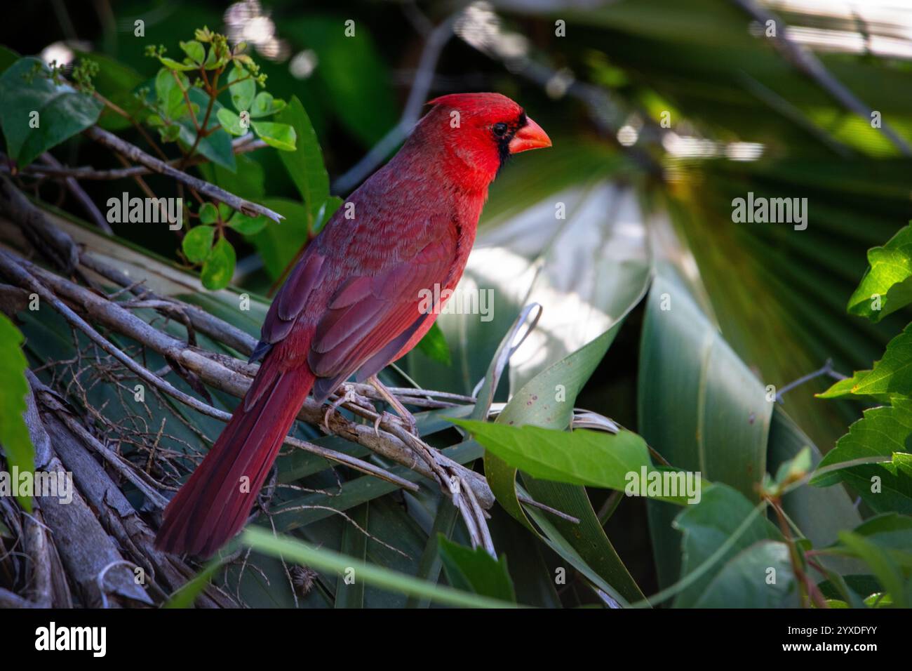 A Northern Cardinal (Cardinalis cardinalis) at Marco Island, Florida ...