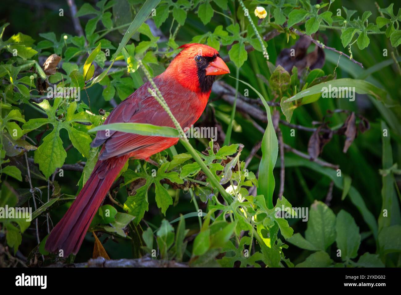 A Northern Cardinal (Cardinalis cardinalis) at Marco Island, Florida ...