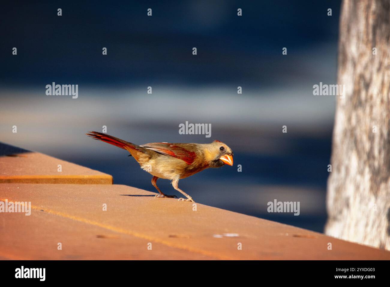 A Northern Cardinal (Cardinalis cardinalis) at Marco Island, Florida ...