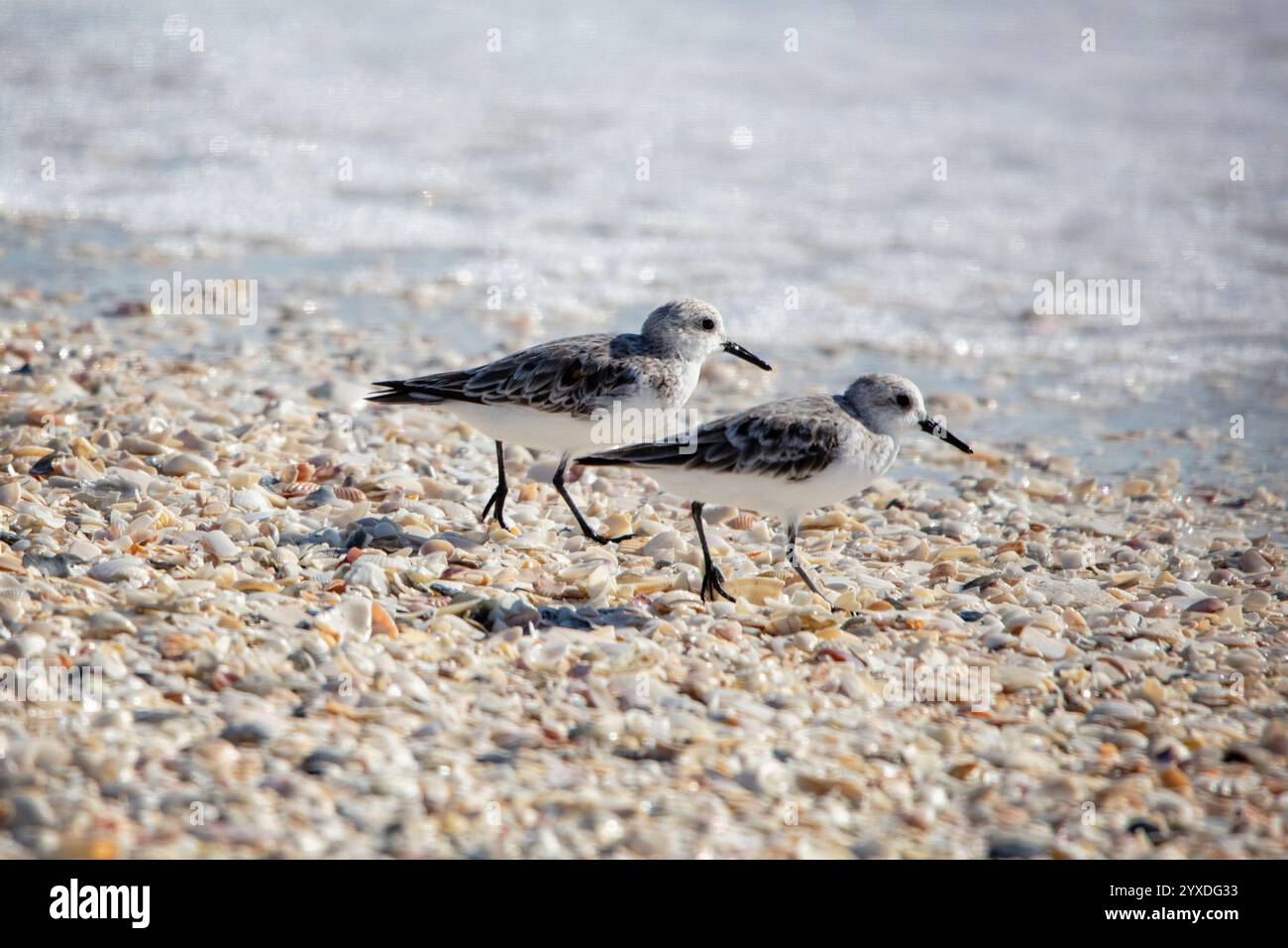 Sanderling (Calidris alba) birds at Tigertail Beach, Marco Island ...