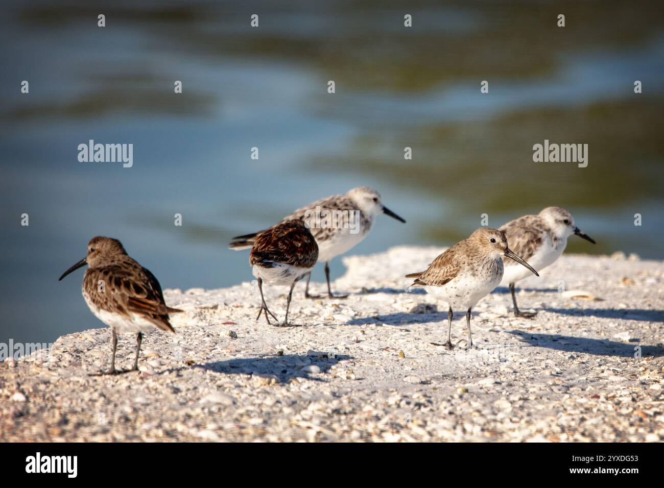 Dunling hi-res stock photography and images - Alamy
