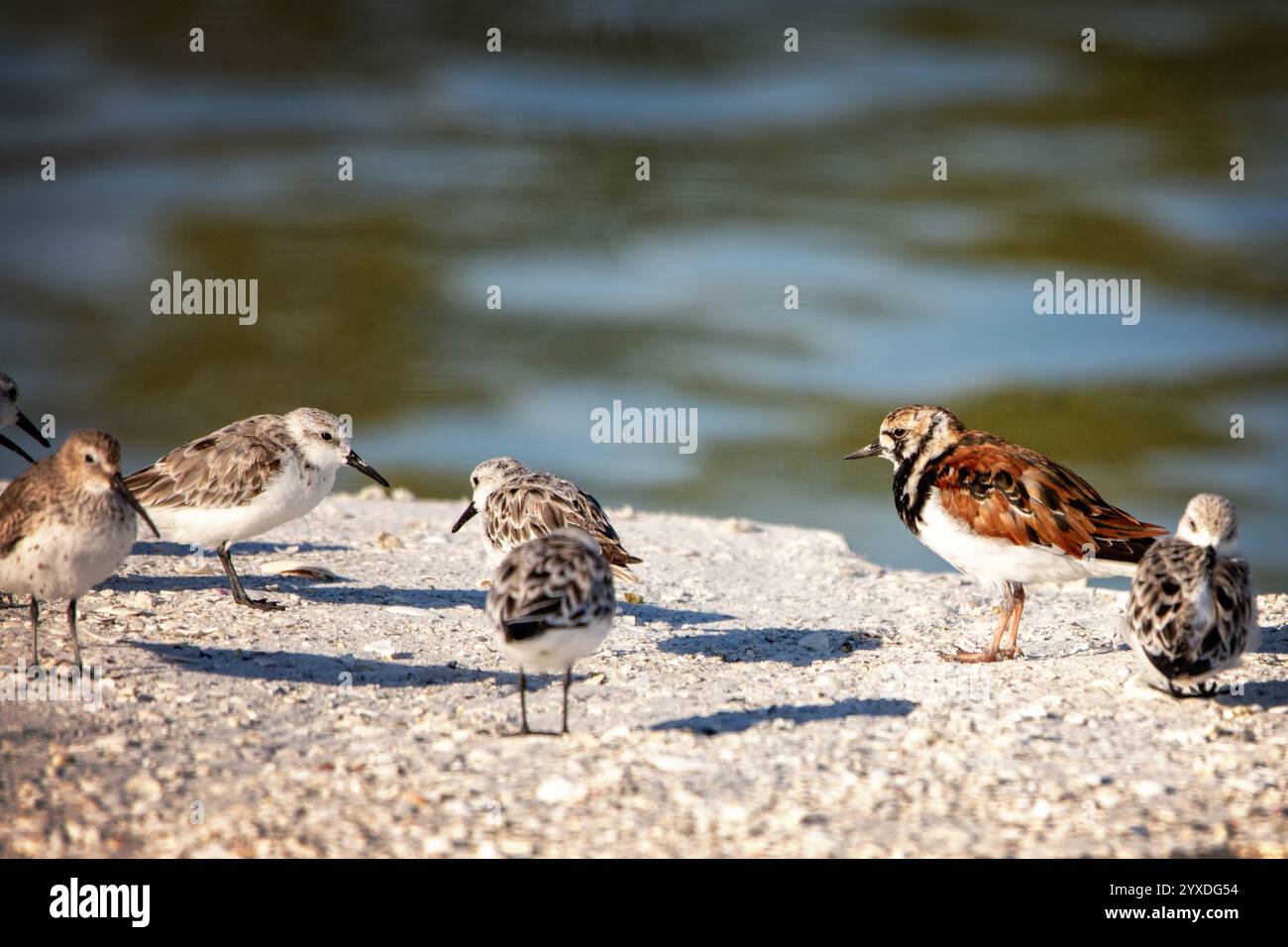 A Ruddy Turnstone (Arenaria interpres) bird on the shore in Marco ...