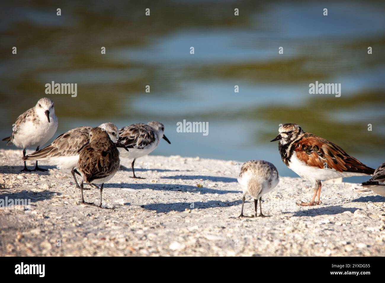 A Ruddy Turnstone (Arenaria interpres) bird on the shore in Marco ...