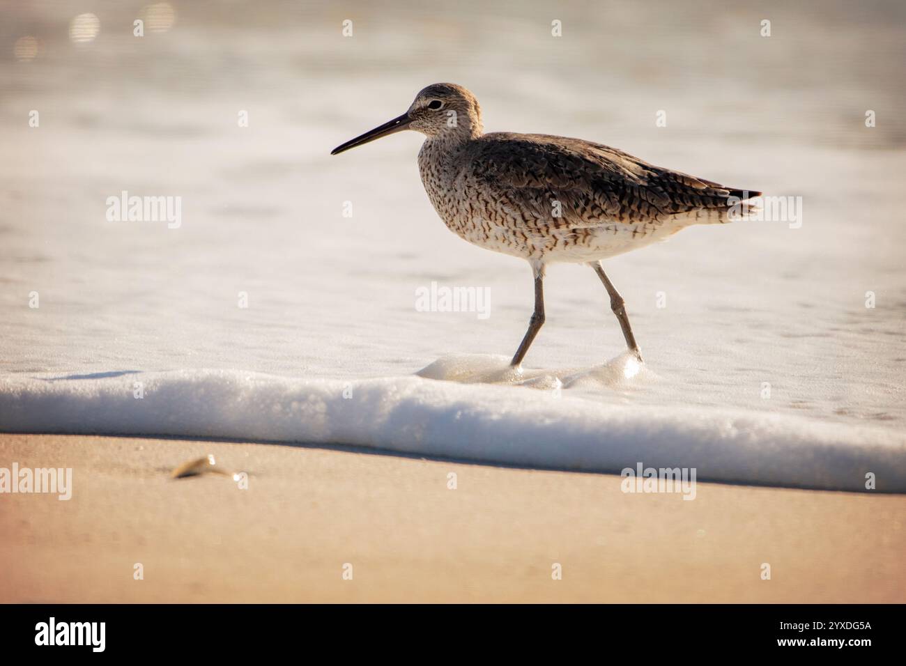 A Willet (Tringa semipalmata) bird at Marco Island, Florida Stock Photo ...