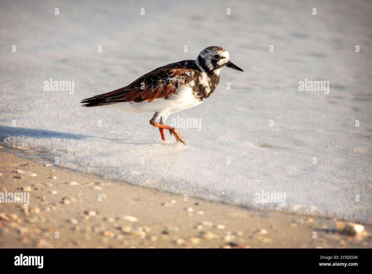 A Ruddy Turnstone (Arenaria interpres) bird on the shore in Marco ...