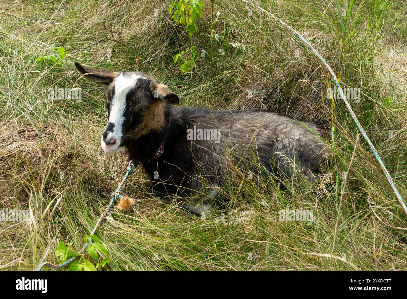 Domestic big black hornless goat hi-res stock photography and images ...