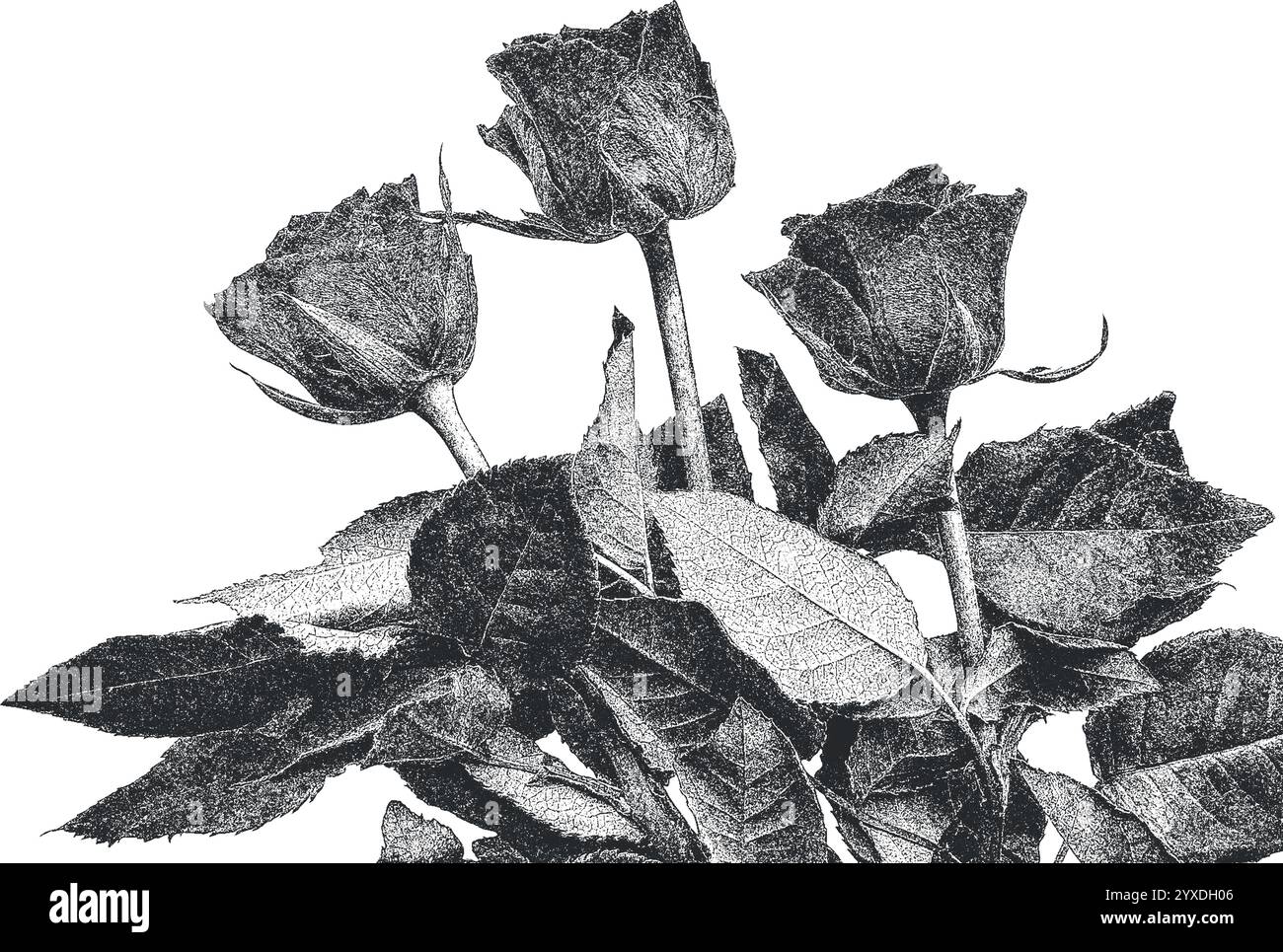 Sketch of flower Stock Vector Images - Alamy