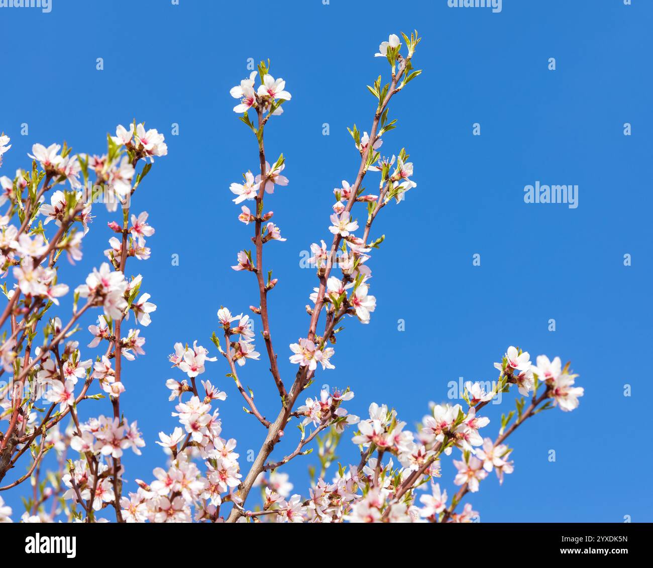 Almond orchard hi-res stock photography and images - Alamy