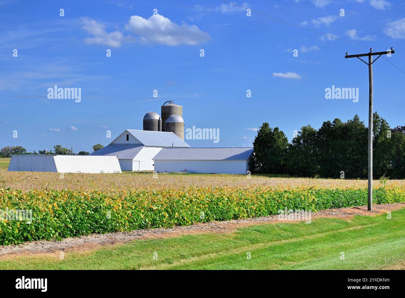 Lee, Illinois, USA. A white barn along with a cluster of sheds and ...