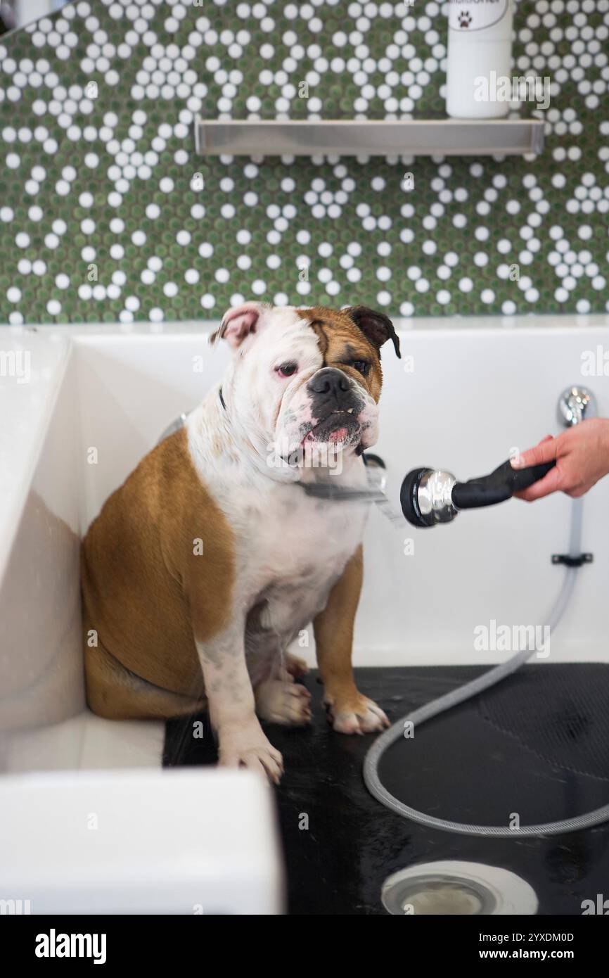 Hand washing dog hi-res stock photography and images - Alamy