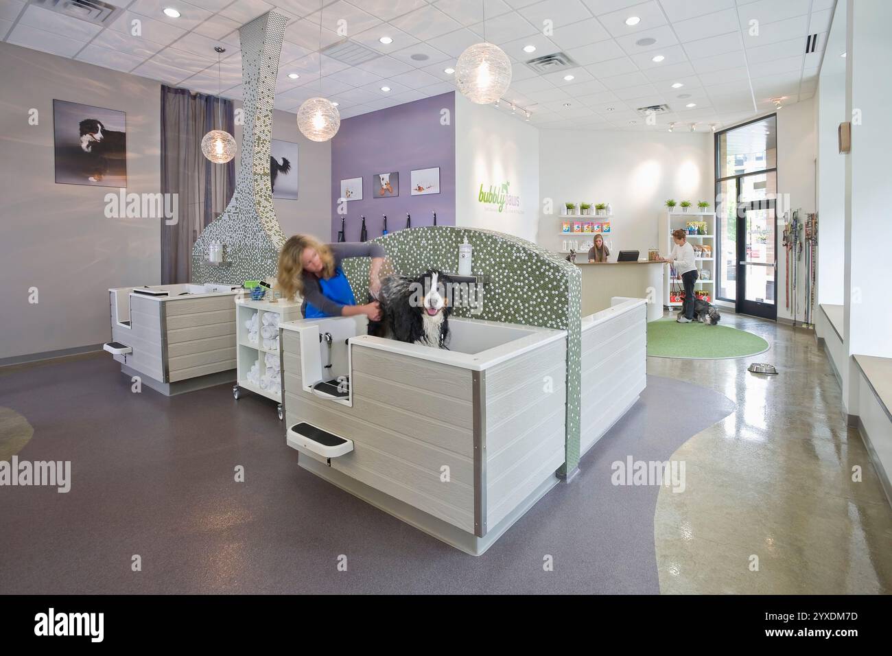 Woman washes dog in colorful self service dog washing salon while ...