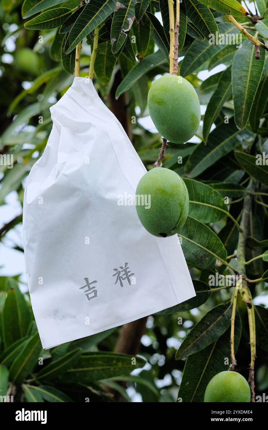Mango pests hi-res stock photography and images - Alamy