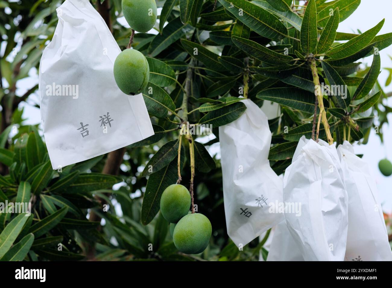 Wax paper bags hi-res stock photography and images - Alamy