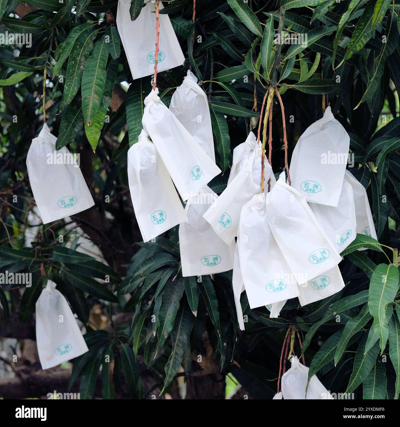 Crop disease prevention hi-res stock photography and images - Alamy