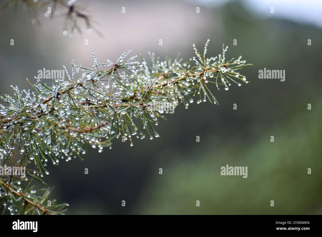 tiny drops of water on the branch of a larch tree, symbol for purity in ...