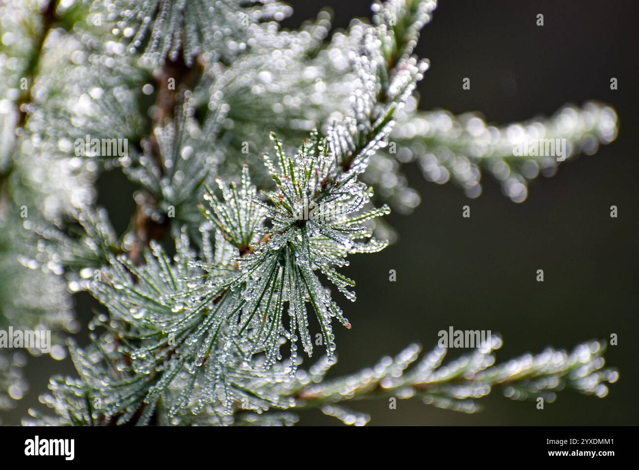 tiny drops of water on the branch of a larch tree, symbol for purity in ...