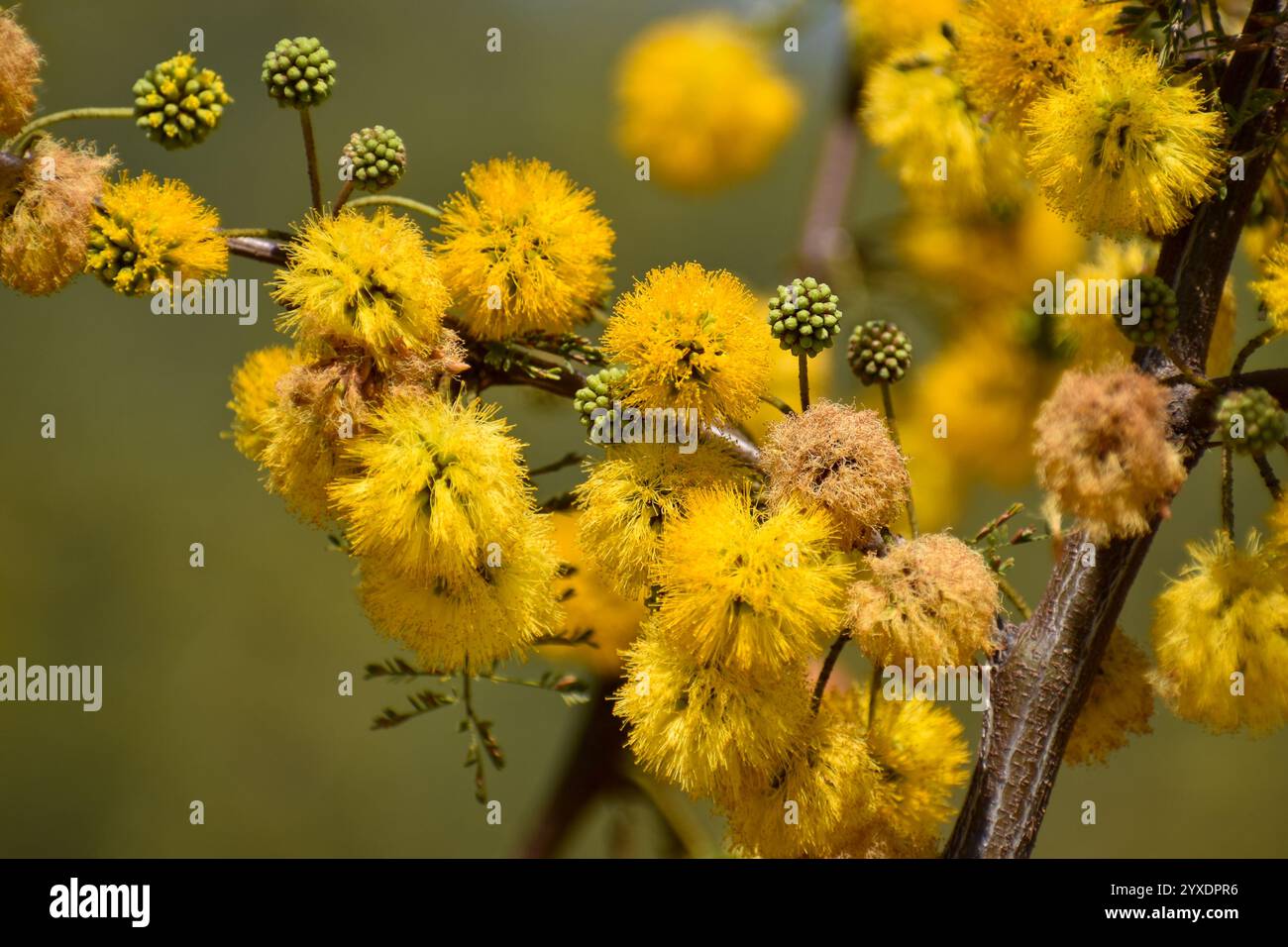 Espino maulin hi-res stock photography and images - Alamy