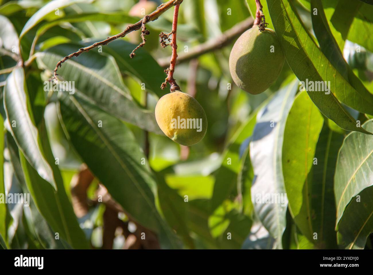 Mangoes on a mango tree in Rio de Janeiro, Brazil Stock Photo - Alamy