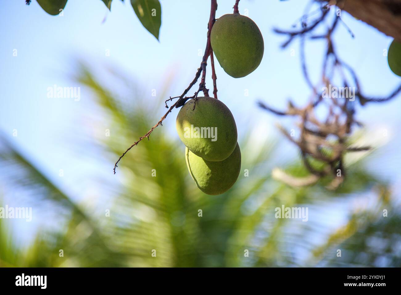 Mangoes on a mango tree in Rio de Janeiro, Brazil Stock Photo - Alamy