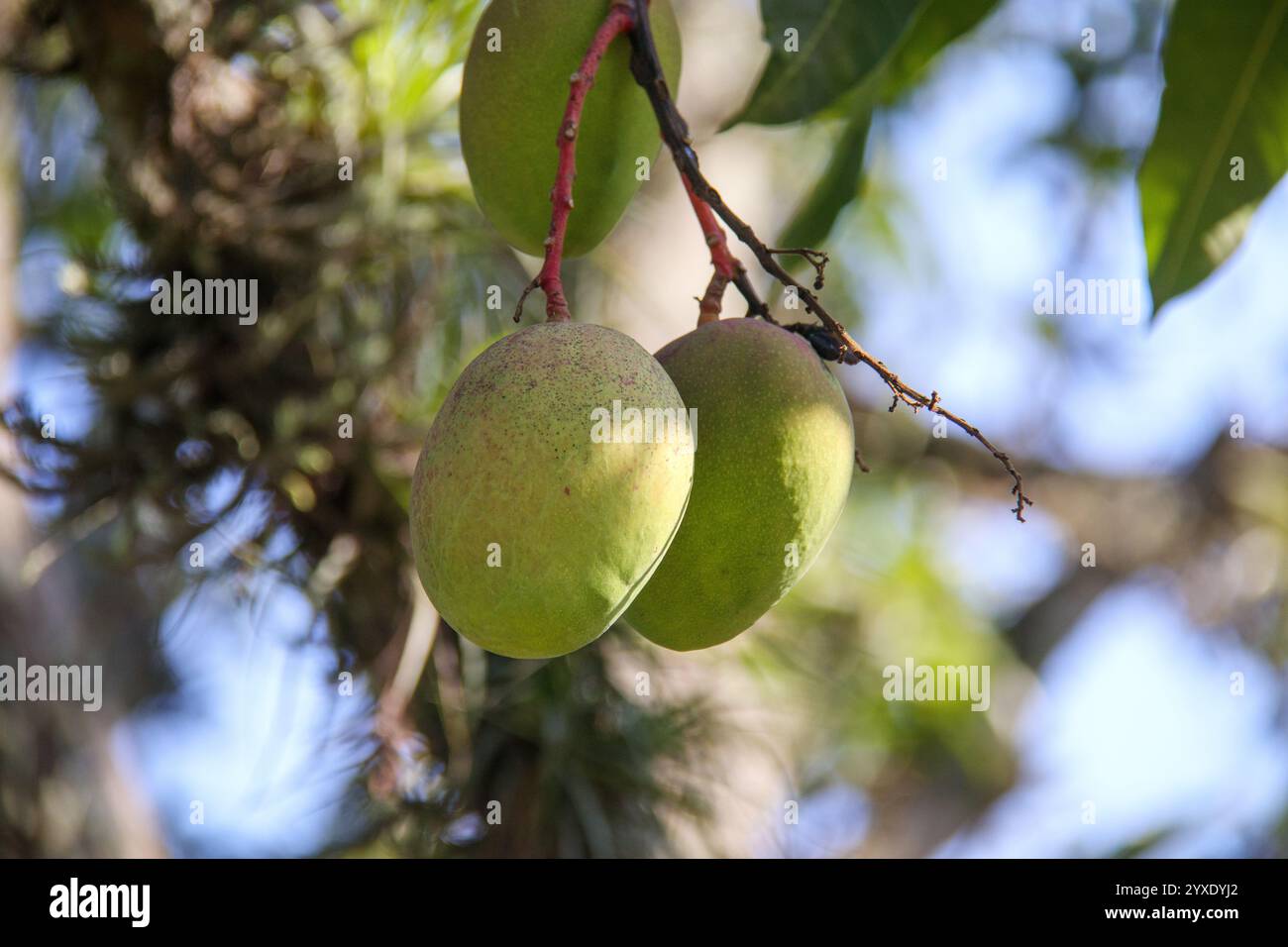 Mangoes on a mango tree in Rio de Janeiro, Brazil Stock Photo - Alamy