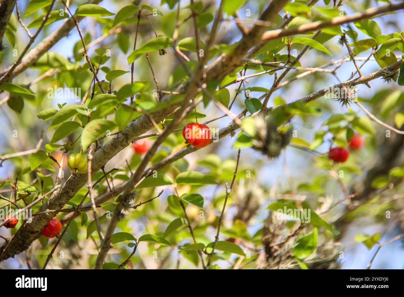 Ripe pitangas on a tree in Rio de Janeiro, Brazil Stock Photo - Alamy
