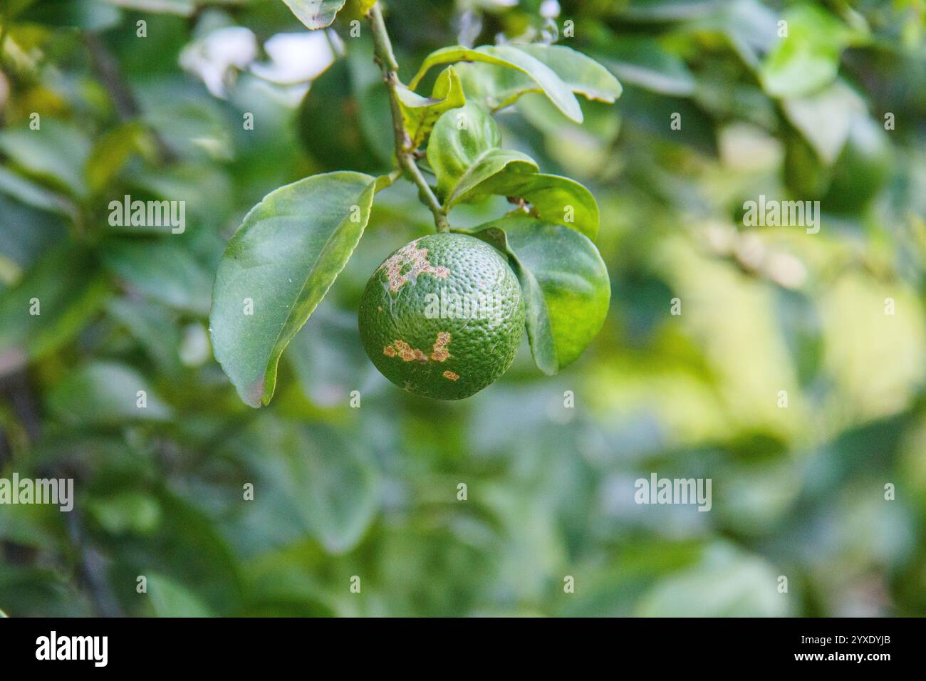 orange tree on a plantation in Rio de Janeiro, Brazil Stock Photo - Alamy