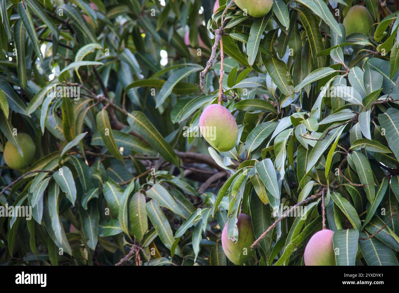 Mangoes on a mango tree in Rio de Janeiro, Brazil Stock Photo - Alamy