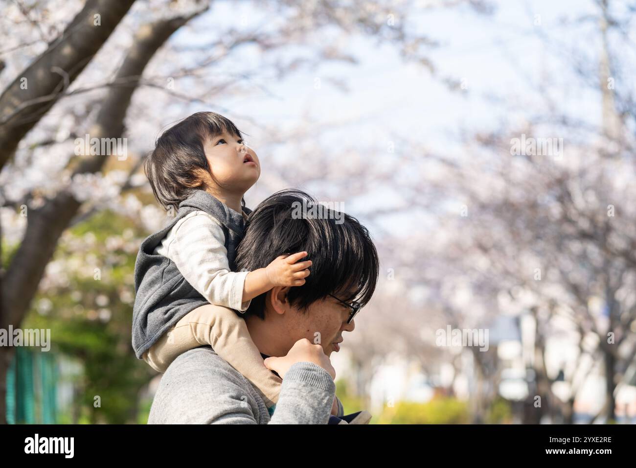 Cherry blossoms and parent and child Stock Photo - Alamy