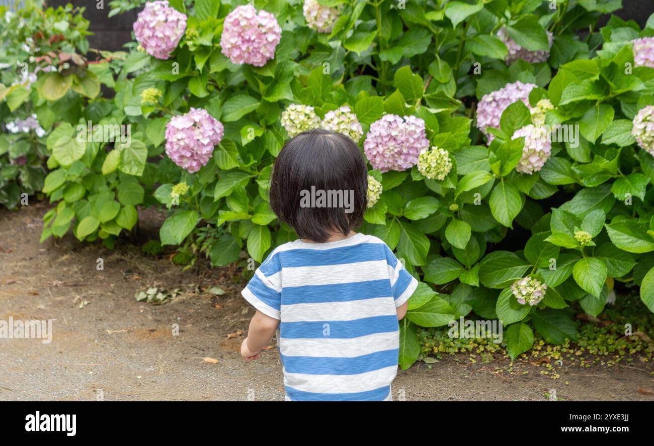 Hydrangea and girl Stock Photo - Alamy