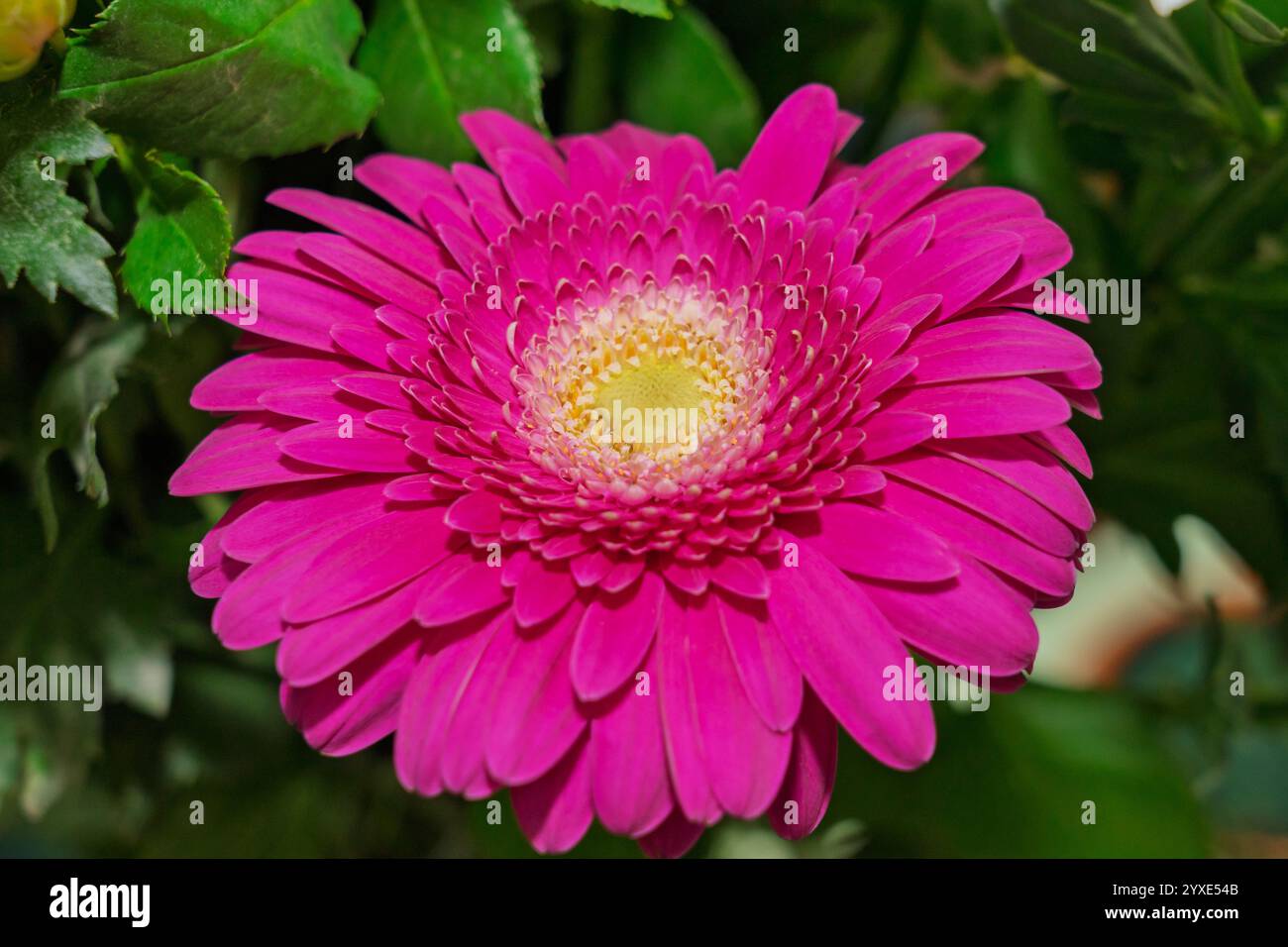 A striking pink gerbera daisy displays its detailed petals and vibrant ...
