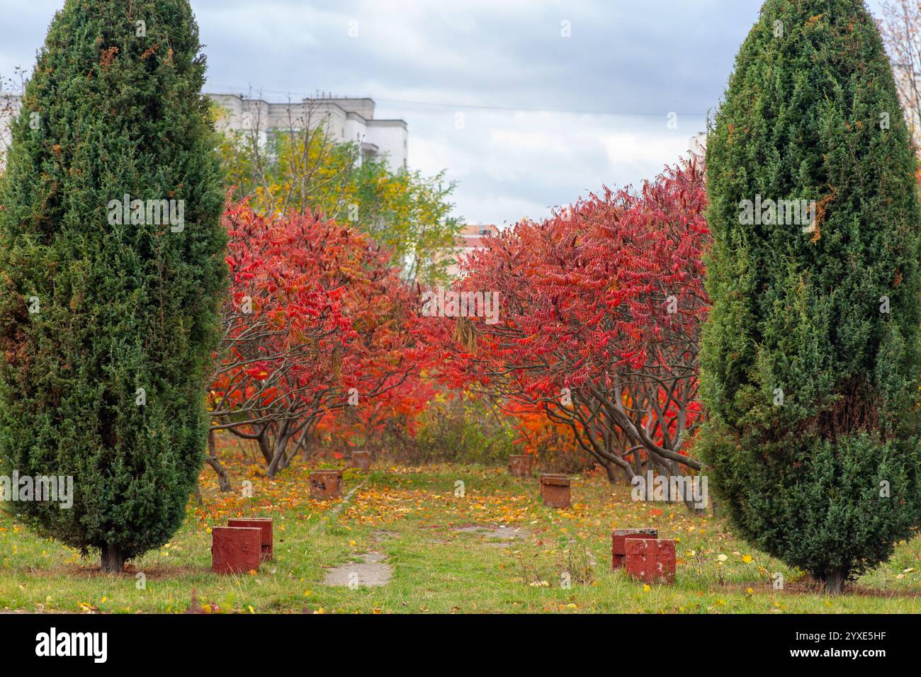 Vibrant autumn foliage in a tranquil garden surrounded by evergreen ...